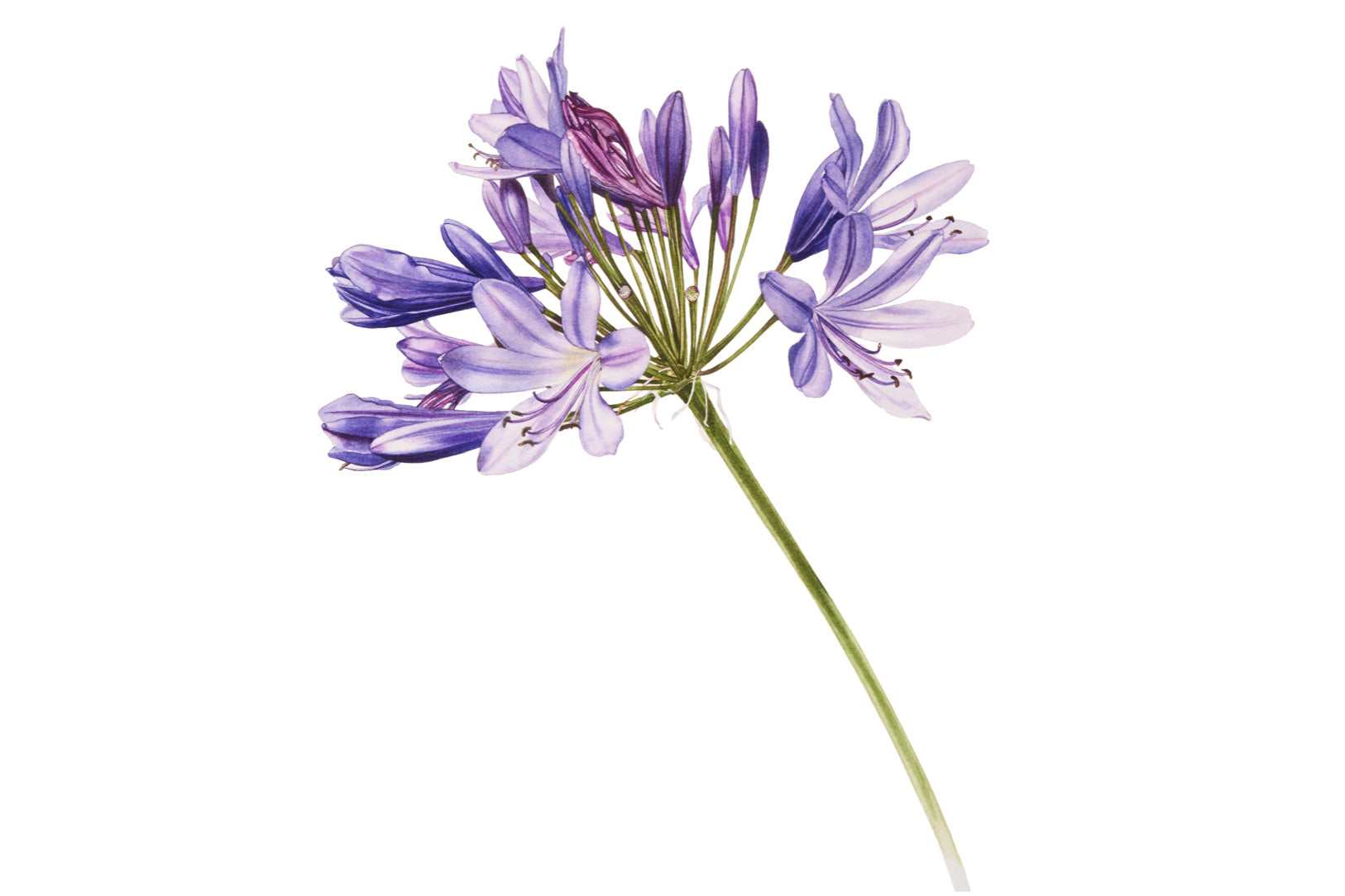 Collections - Billy Showell School of Botanical Art