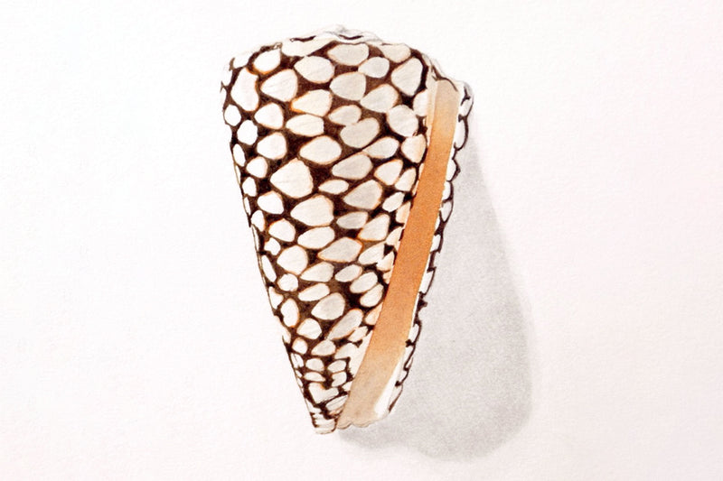 Conus Shell - Preview - Billy Showell School of Botanical Art