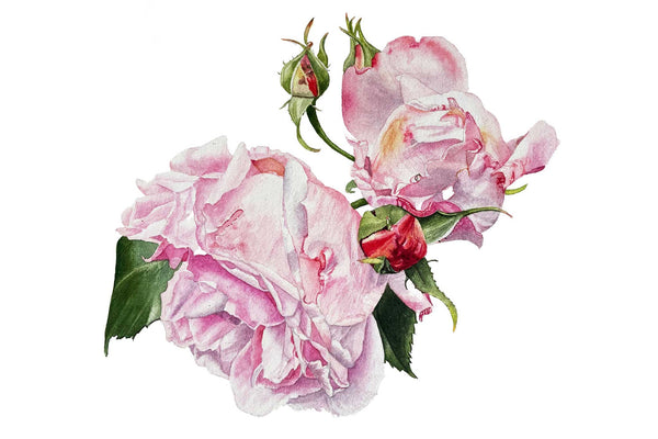 English Rose - Preview - Billy Showell School of Botanical Art