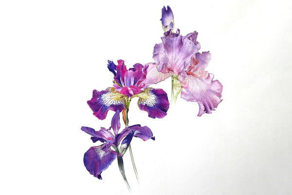Iris 'Philippa Hobart' - Preview - Billy Showell School of Botanical Art