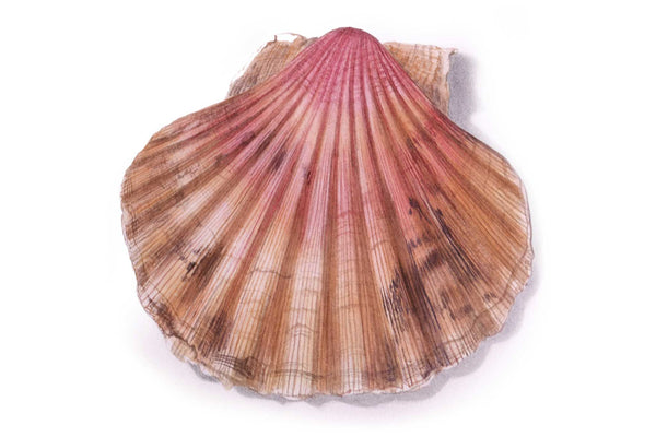 Scallop Shell - Billy Showell School of Botanical Art