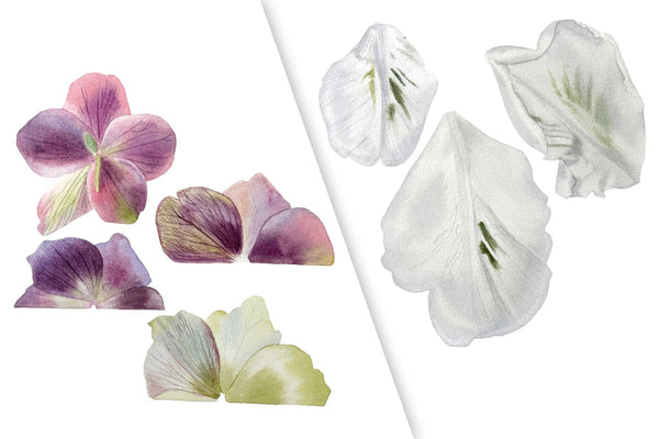 Sepal and Petal Practice Page (Hellebore and Tulip) - Billy Showell ...