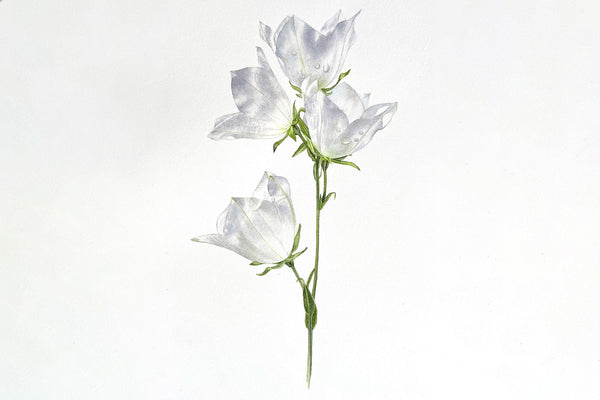 Peach-Leaved White Bellflower (Campanula persicifolia) - Preview ...