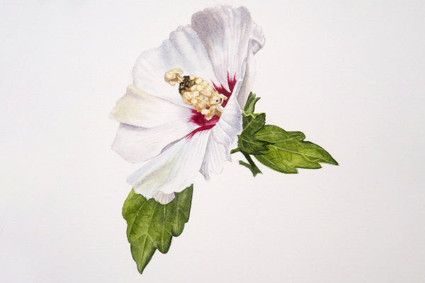 White Hibiscus Flower - Preview - Billy Showell School of Art