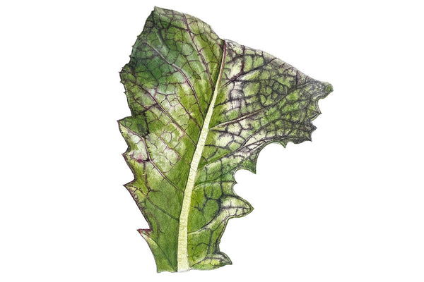 Red Kale Leaf - Preview - Billy Showell School of Botanical Art