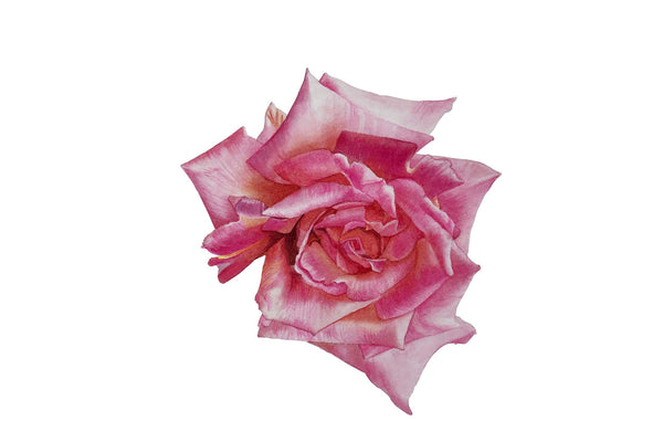 Walters Rose - Preview - Billy Showell School of Botanical Art
